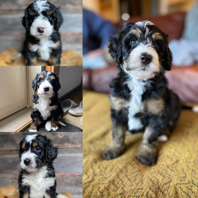Uecker Mae’s Medium F2 Bernedoodles - Ruby's Bernedoodles ...